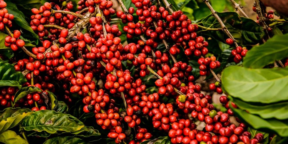 Is Robusta Coffee Good? Learn About Robusta Beans | Mister Coffee